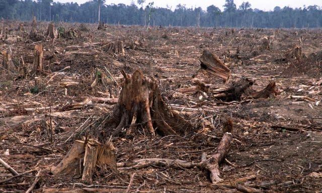 Global Deforestation Costs Economy US$379 Billion Annually | NewsGhana