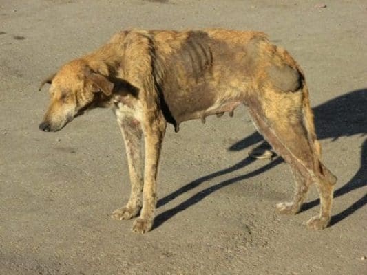 615 rabies cases recorded in three years | News Ghana